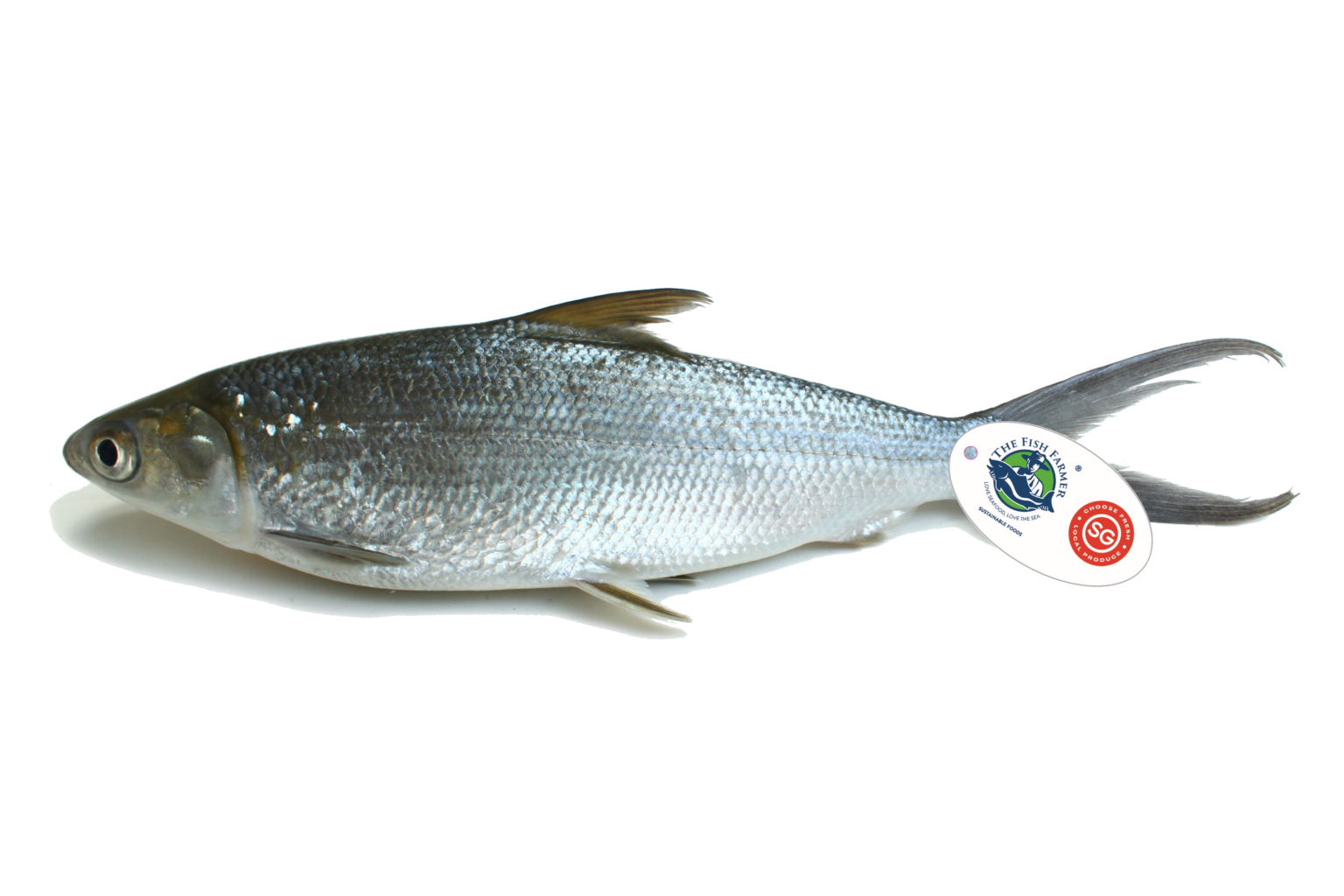 Local Fish - The Fish Farmer