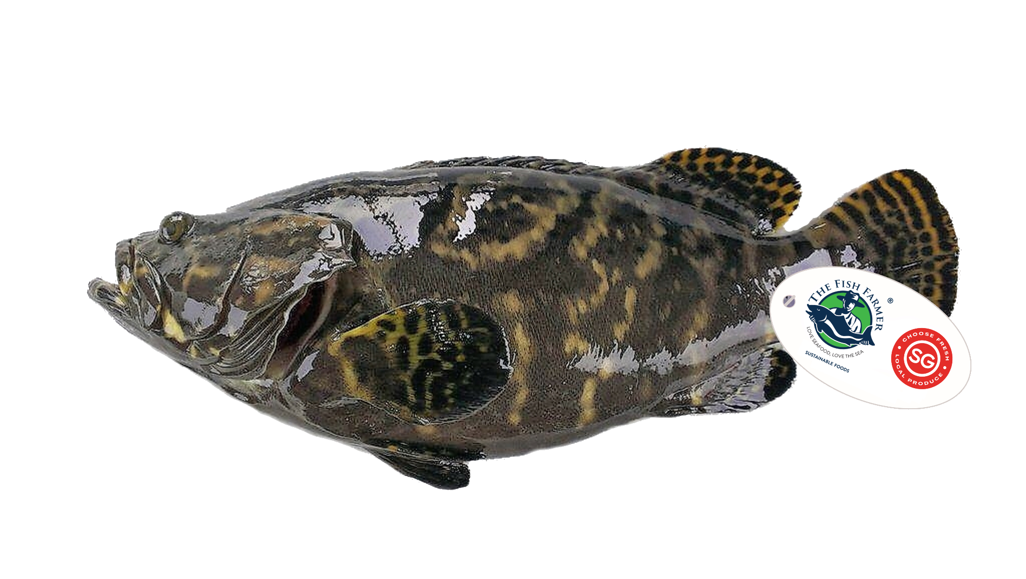 Local Fish - The Fish Farmer